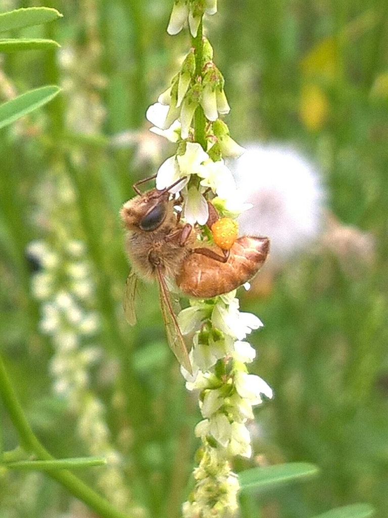 Western Honey Bee from Gaiman, Chubut, Argentina on December 24, 2020 ...