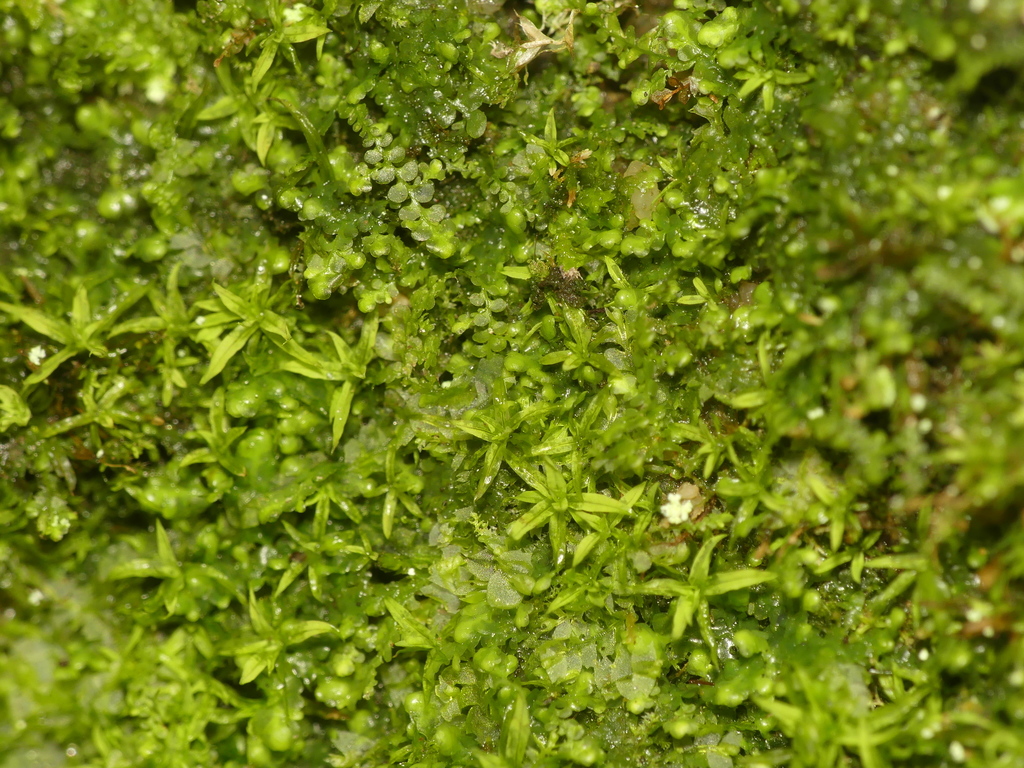 Radula obconica in February 2022 by Shaun Pogacnik · iNaturalist