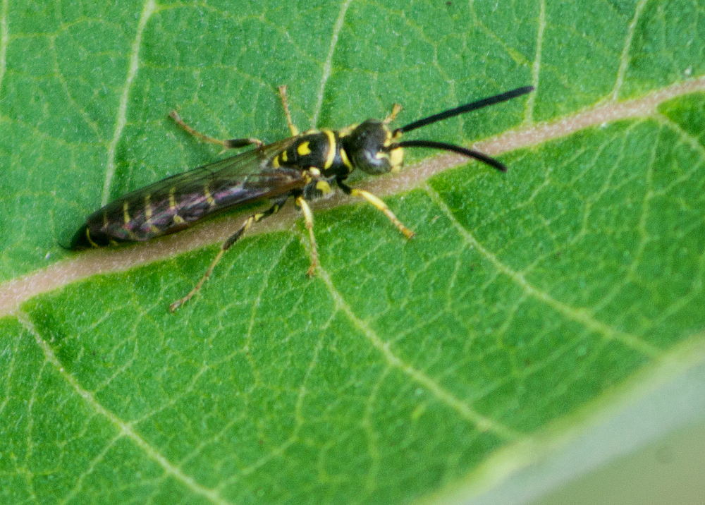 New World Banded Thynnid Wasps from Illinois Beach SP, Lake County, IL ...