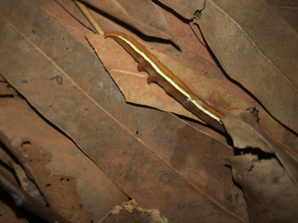 Sympis rufibasis from Kerr Point Dr, Mission River, QLD, AU on February ...