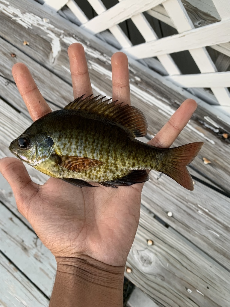 Bluegill in February 2022 by Nikhil Reddy · iNaturalist
