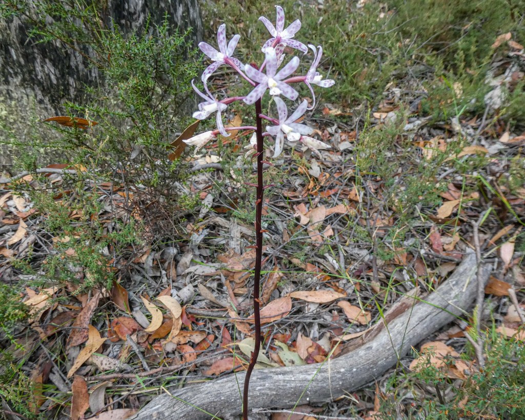Spotted Hyacinth-Orchid from Lyonville VIC 3461, Australia on February ...