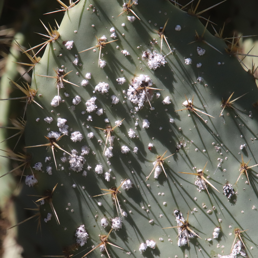 true cochineal bug from Rancho Bernardo, San Diego, CA, USA on February ...