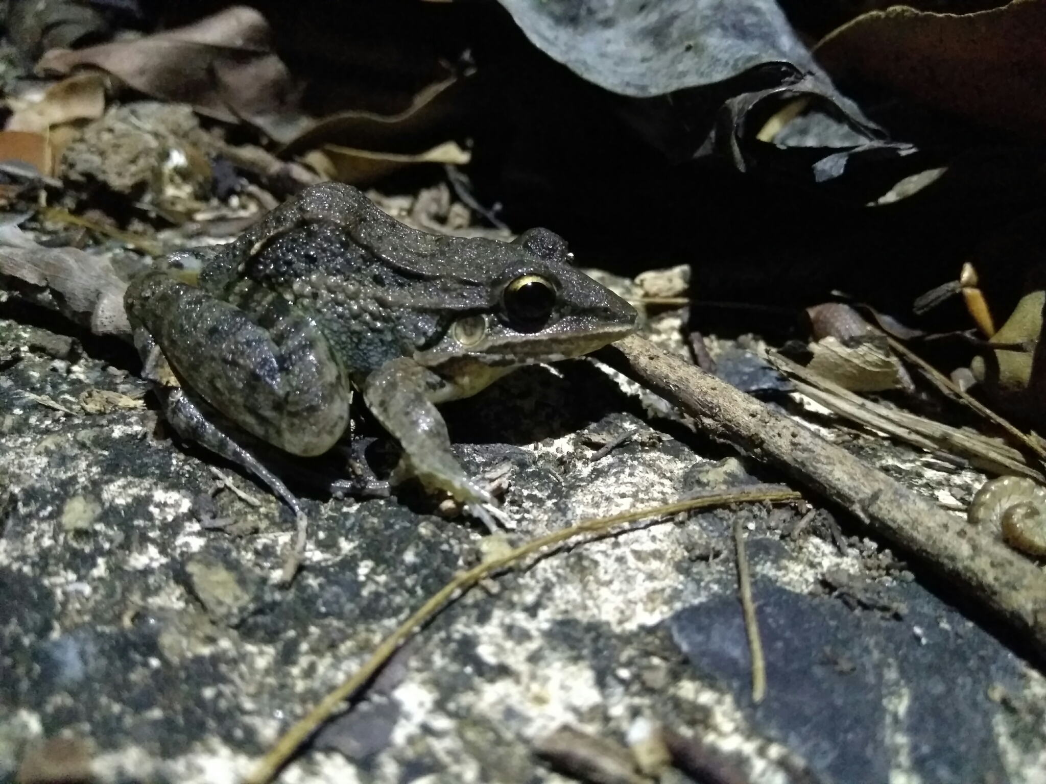 Leptodactylus fuscus (Schneider, 1799)