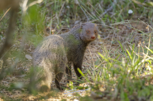 Sri Lankan Grey Mongoose (Subspecies Urva edwardsii lanka) · iNaturalist