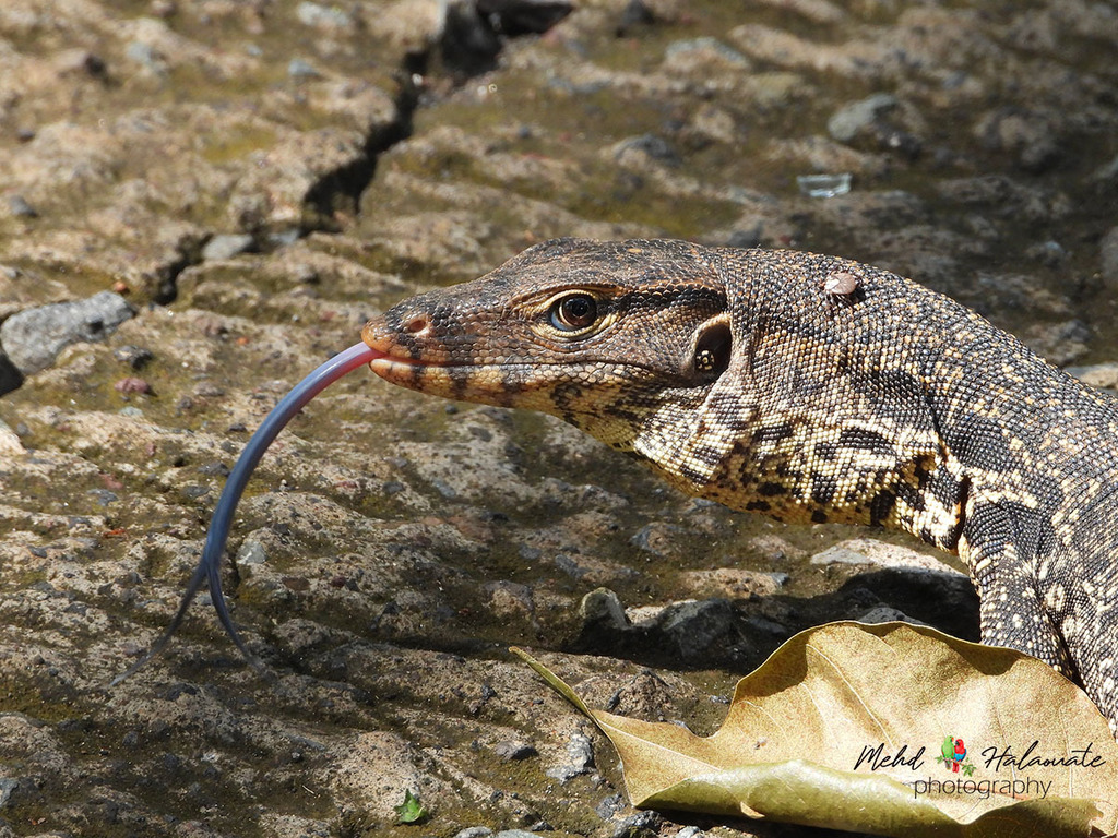 Two-striped Water Monitor from Kabupaten Buleleng, Bali, Indonesien on ...