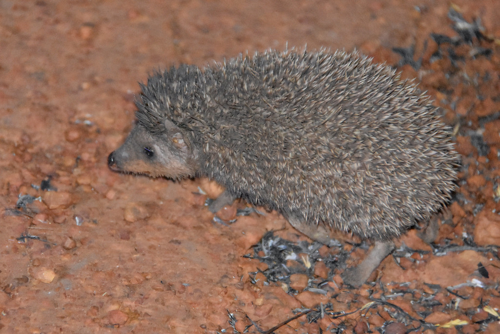 Four-toed Hedgehog (Atelerix albiventris) - Know Your Mammals