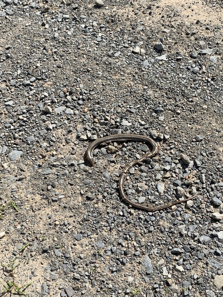 Western Slender Glass Lizard in May 2021 by Mary Ann Yaich. In the ...