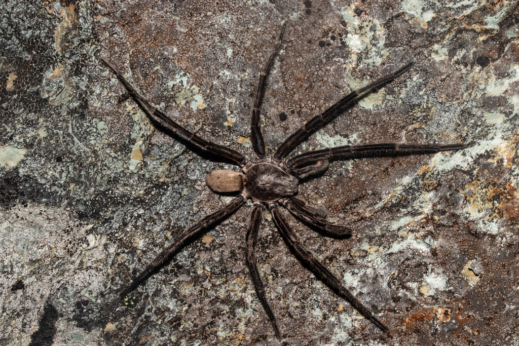 Vagrant Spiders from Tasman District, Tasman, New Zealand on February ...