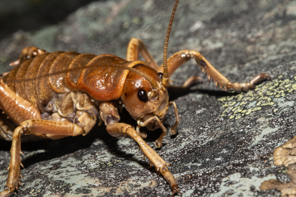 Mt Arthur Giant Weta from Tasman District, Tasman, New Zealand on ...