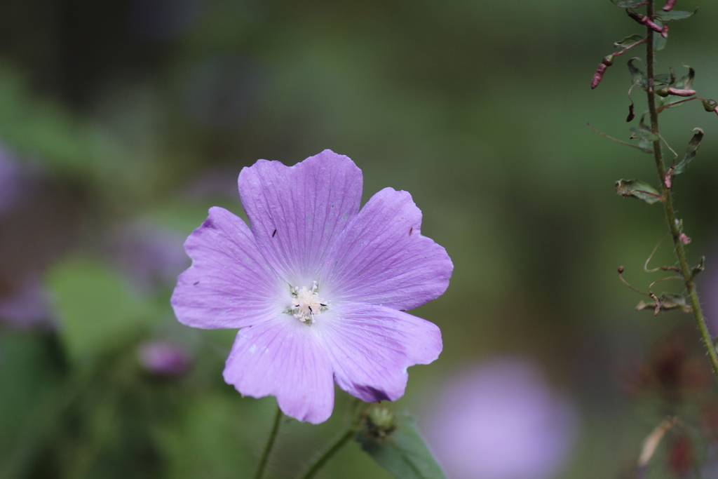 violettas from taxco guerrero on November 21, 2014 at 06:23 PM by Dan ...