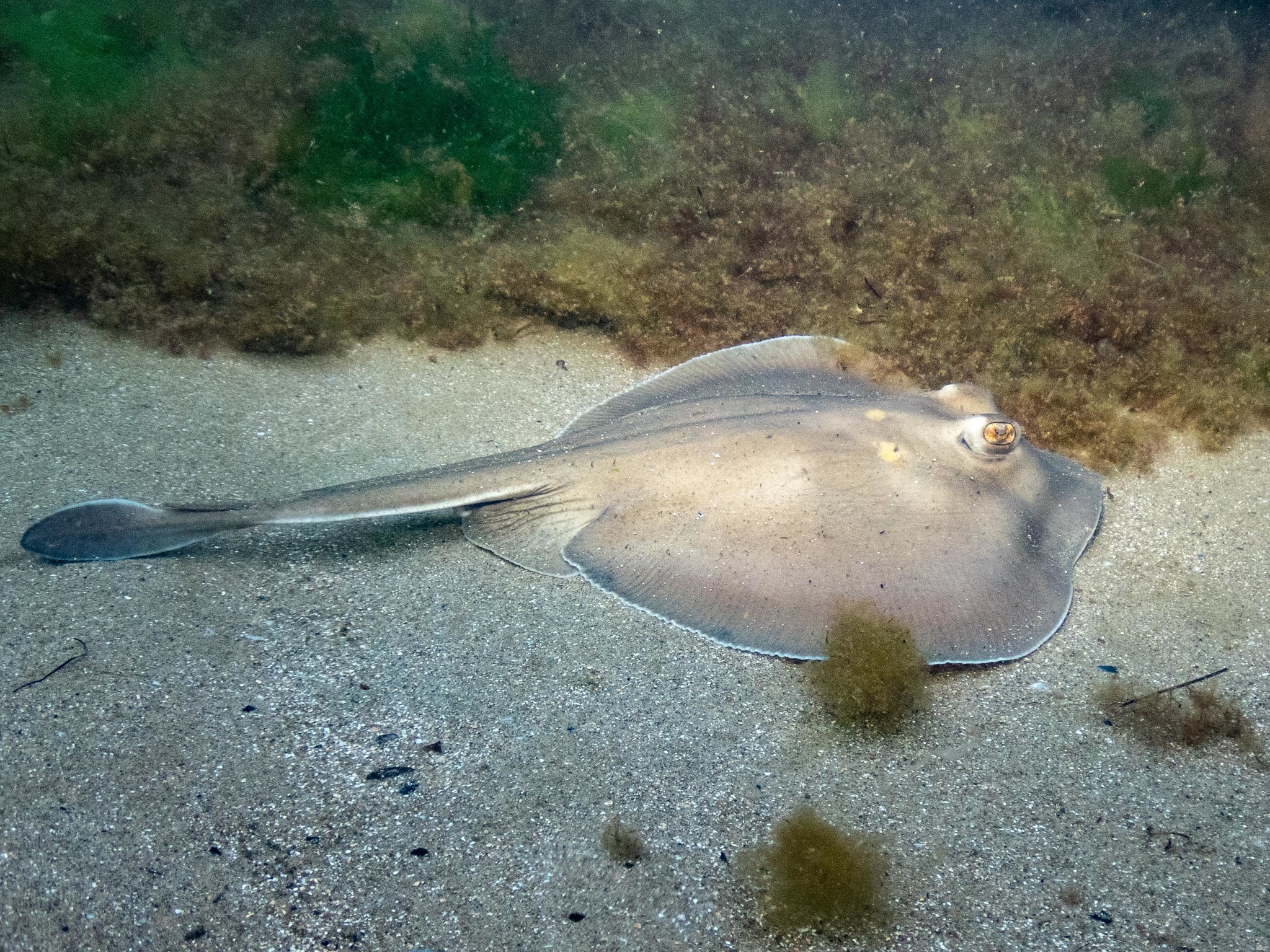 Urolophus paucimaculatus Dixon, 1969