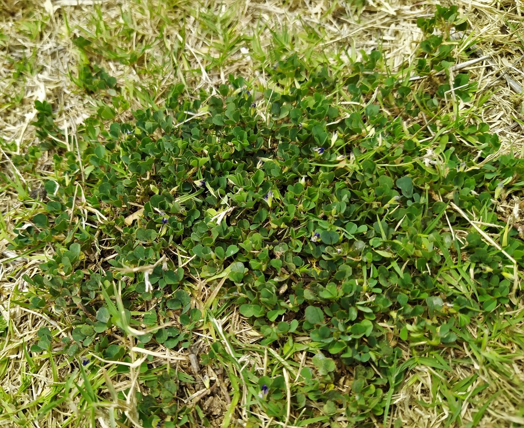 creeping tick trefoil from Kaohsiung, Kaohsiung, Taiwan on April 22 ...