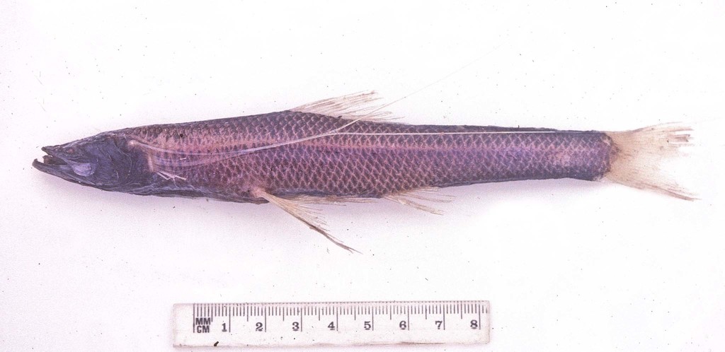 Attenuated Spiderfish from 27 n.miles east of Crowdy Head, NSW ...