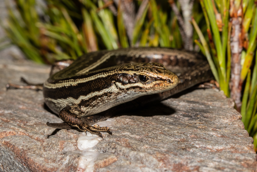 Kahurangi Skink (Lizards of Aotearoa ) · iNaturalist