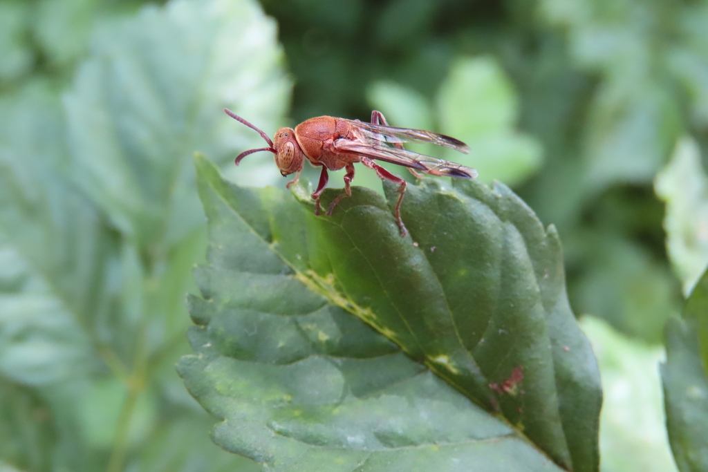 Small Paper Wasps (Hymenoptera of the British Indian Ocean Territory ...