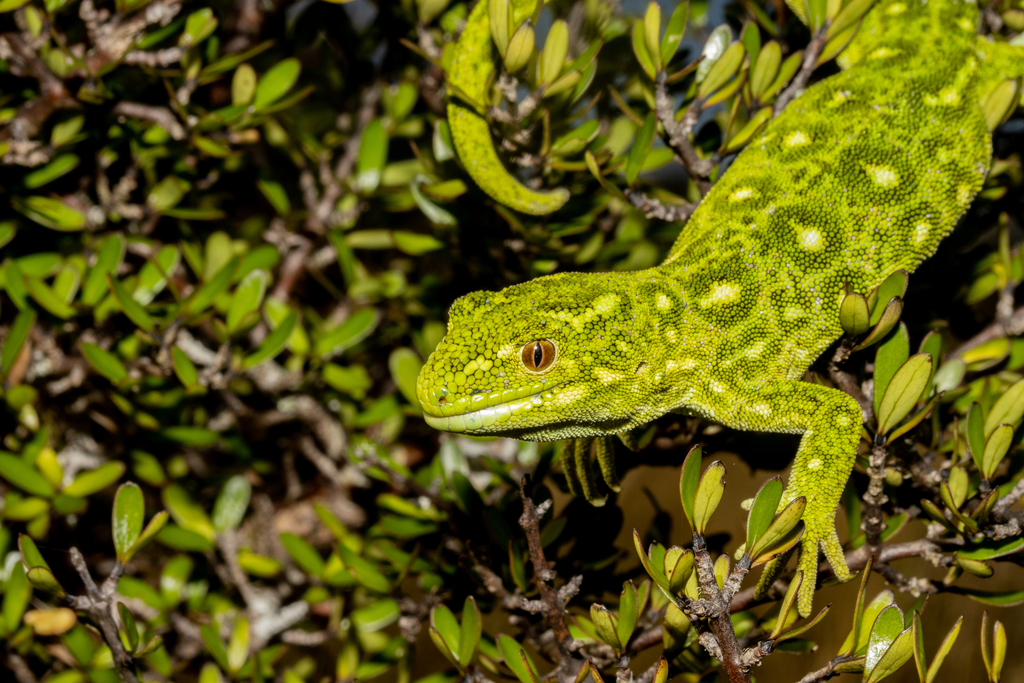 Warty Green Gecko in February 2022 by Carey-Knox-Southern-Scales. 5 ...