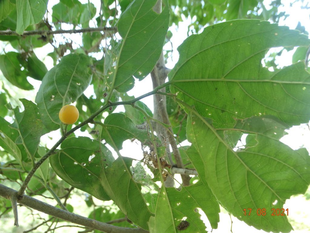 Spiny Hackberry from Altamira, Tamps., México on August 17, 2021 at 01: ...