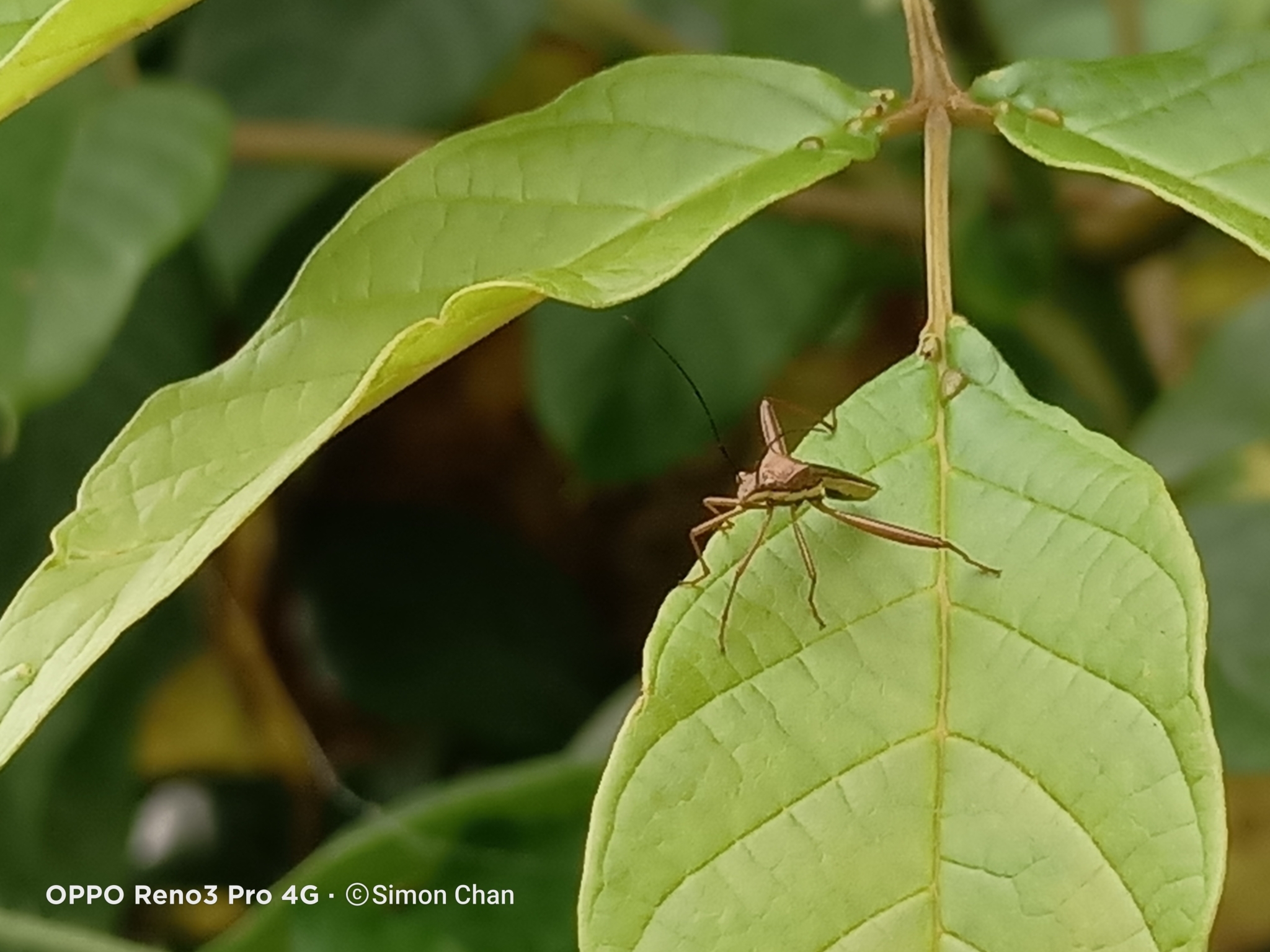 Riptortus linearis (Fabricius, 1775)
