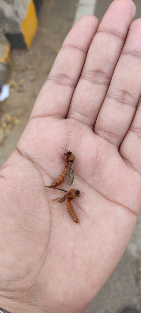 Driver Ants from 7QQW+4J7, Rental Colony, IRC Village, Nayapalli ...