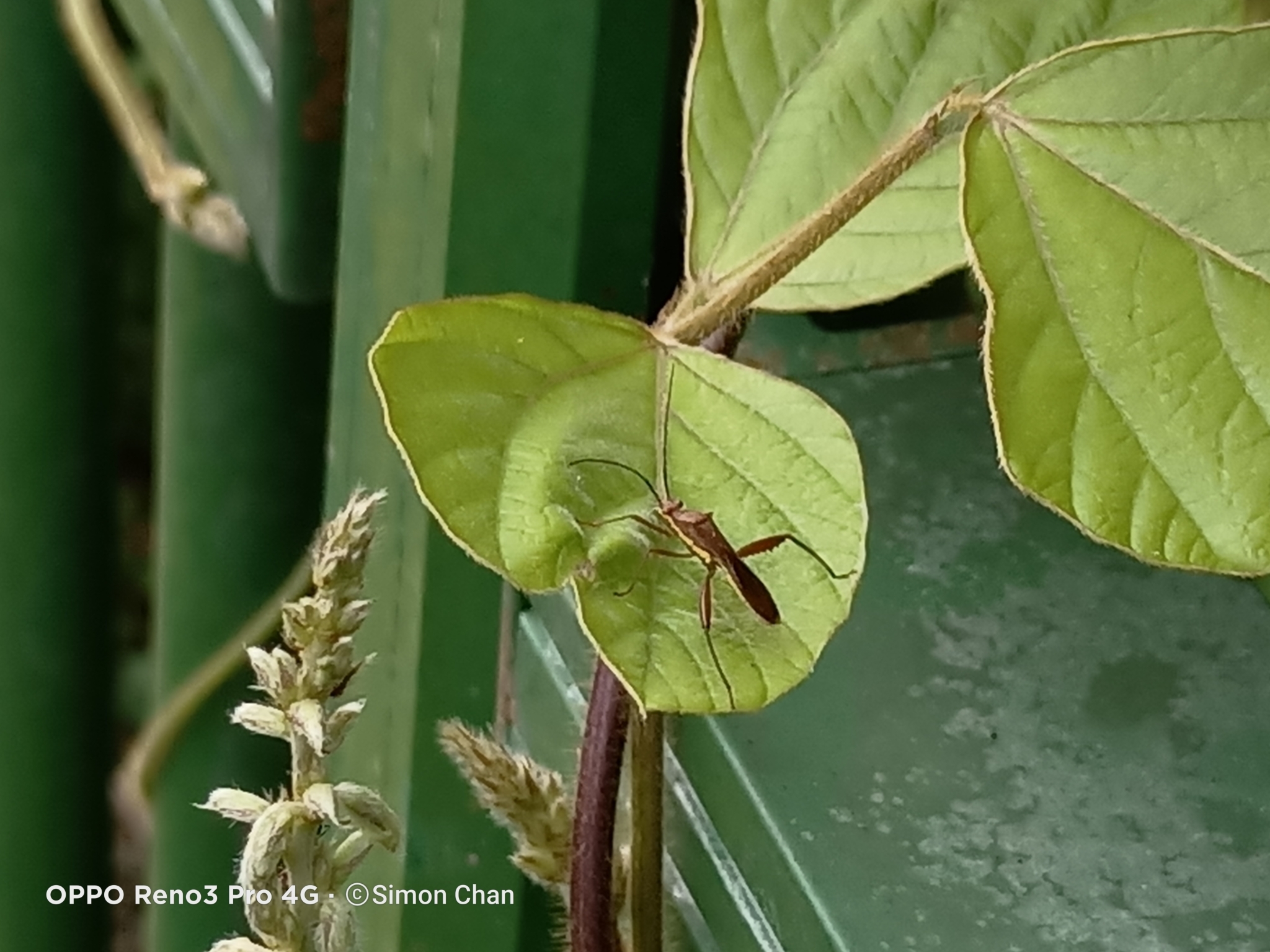 Riptortus linearis (Fabricius, 1775)
