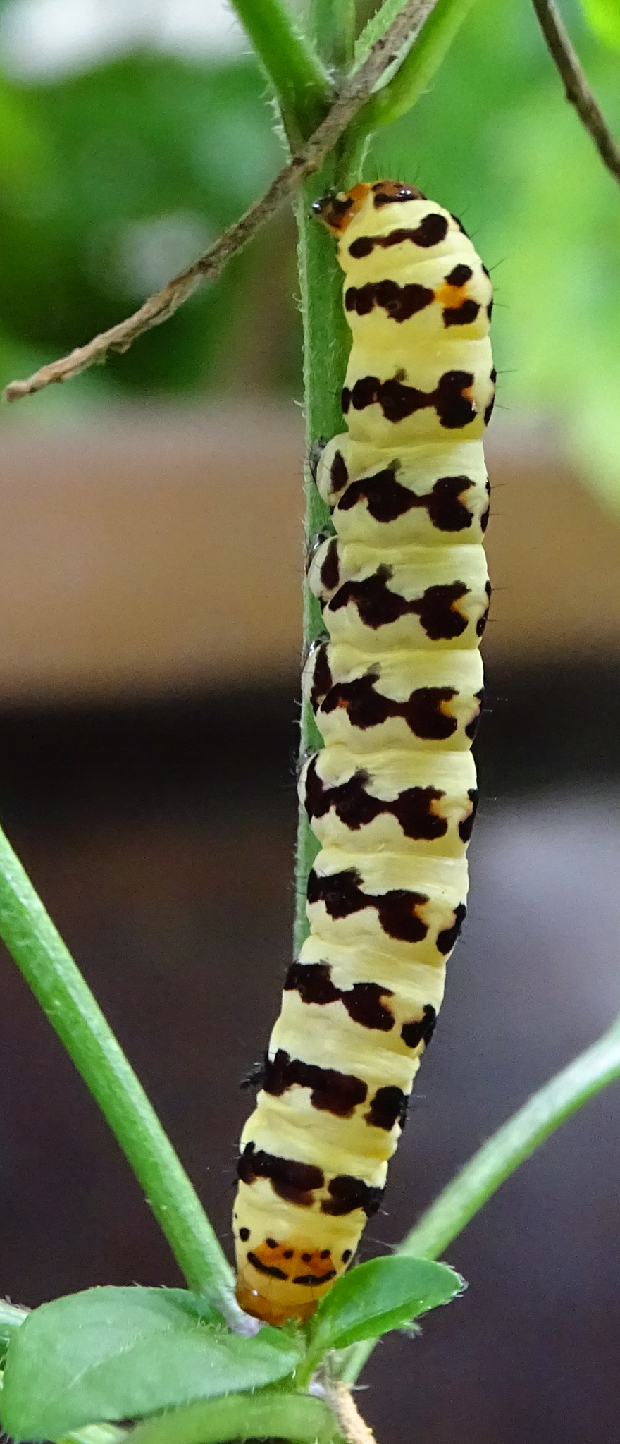 Diaphone eumela Stoll, 1781