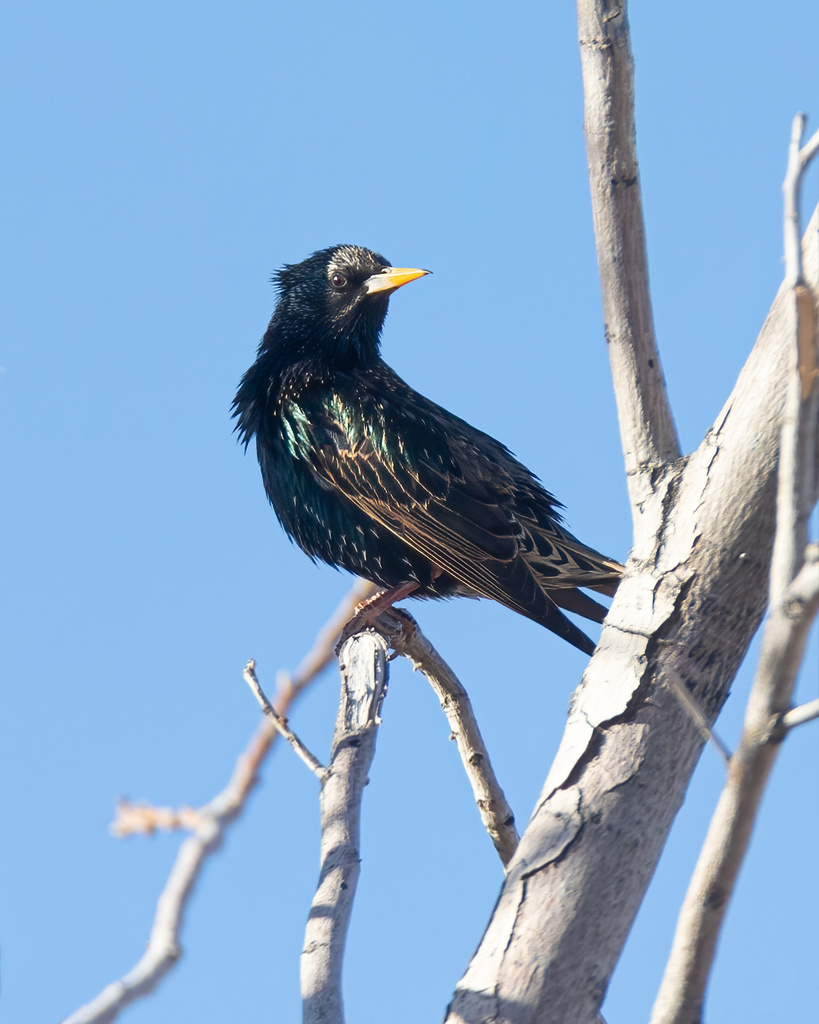 European Starling from El Paso, TX, US on February 26, 2022 at 03:45 PM ...
