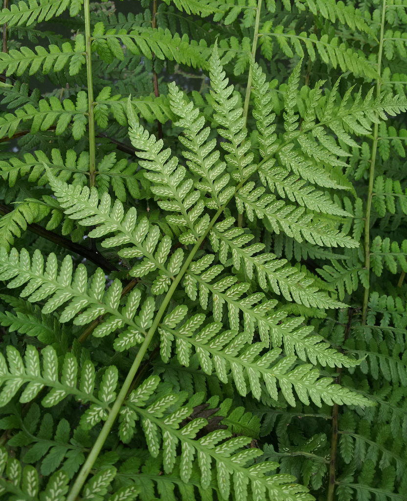 Austral Lady-Fern (Plants of Tiritiri Matangi ) · iNaturalist