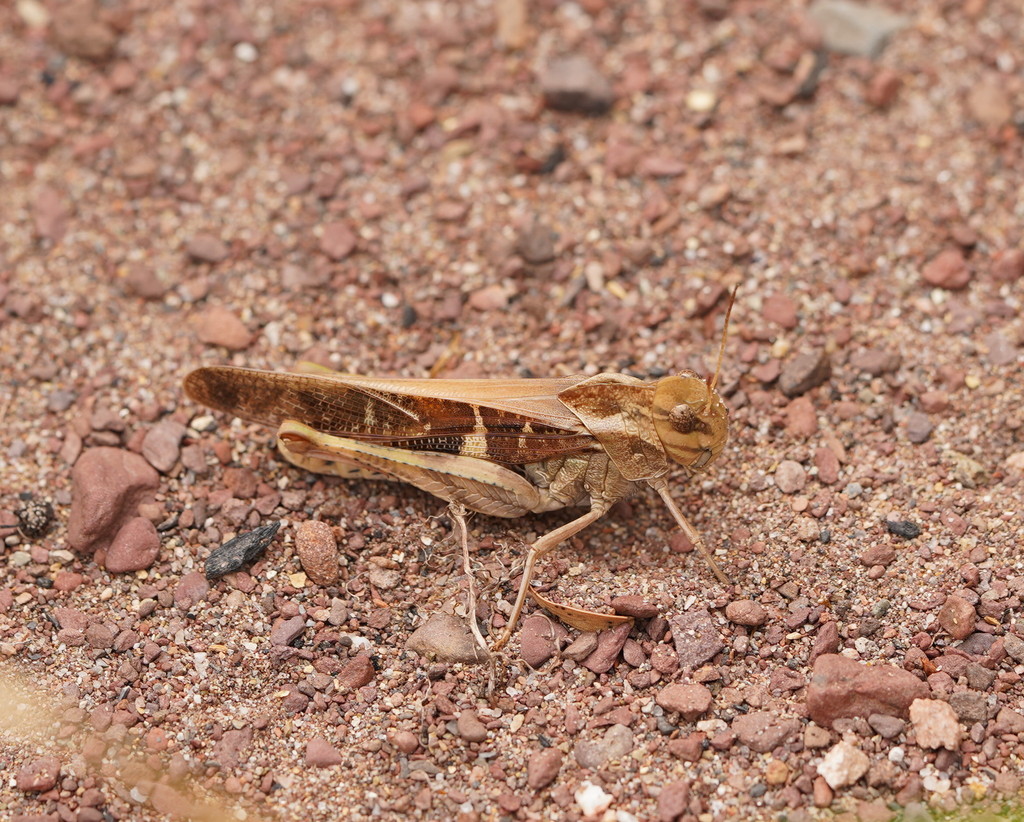 Australian Yellow-winged Locust from Licola VIC 3858, Australia on ...