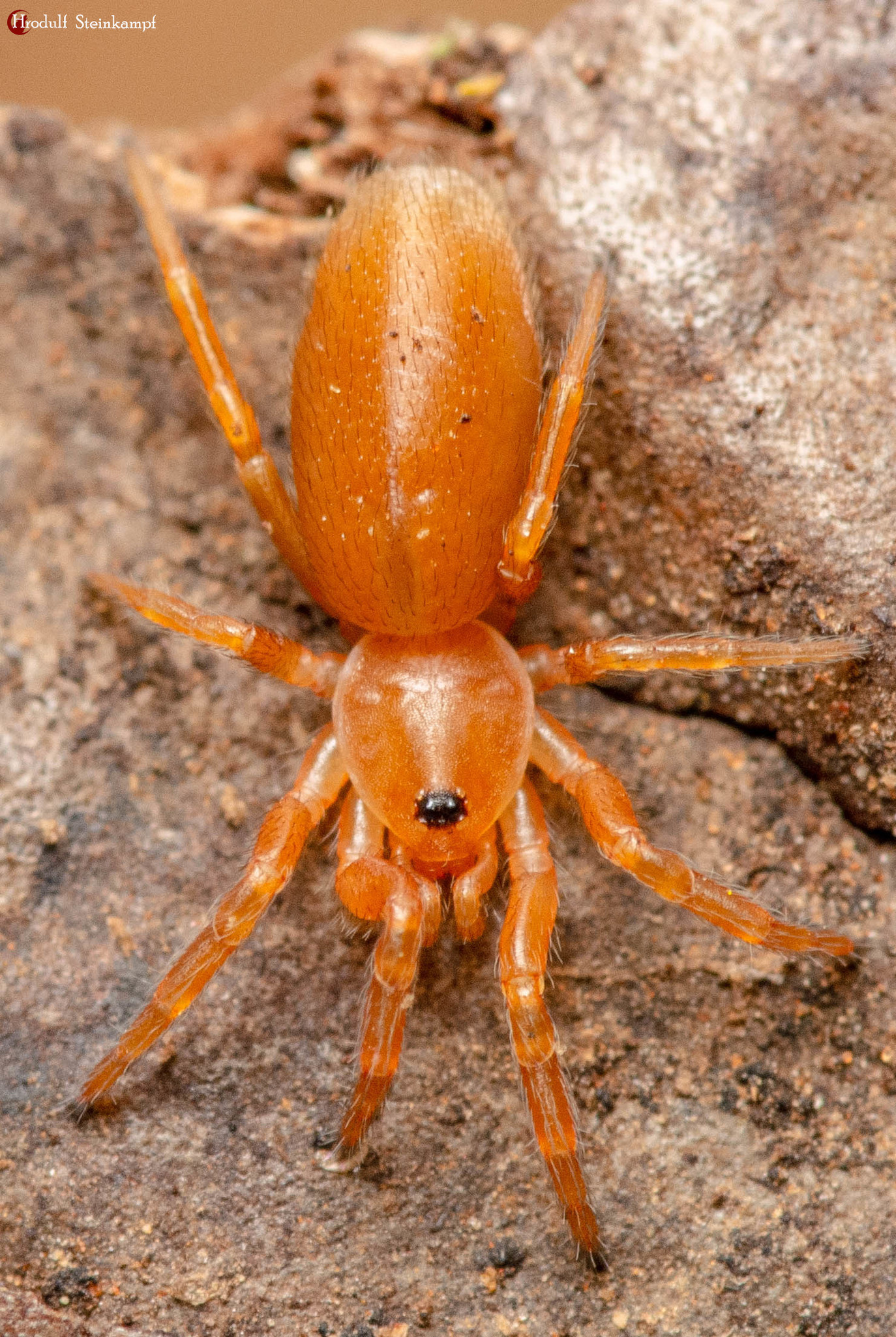 Caponiidae