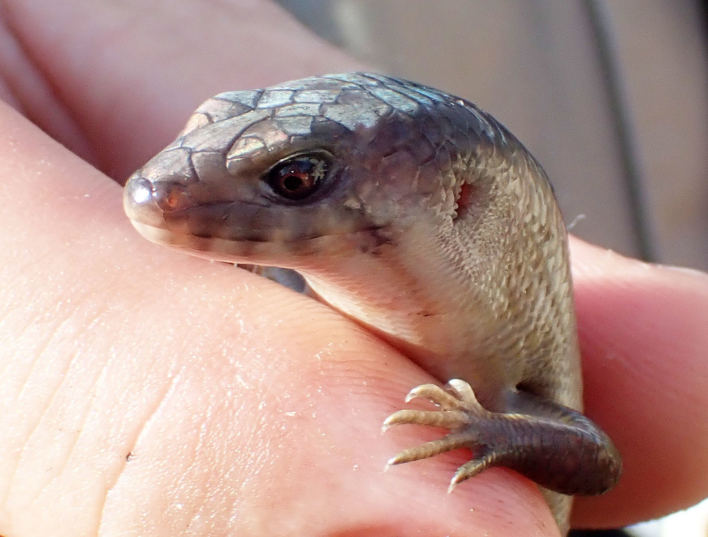 Bar-lipped Sheen-skink from Saibai Island QLD 4875, Australia on ...
