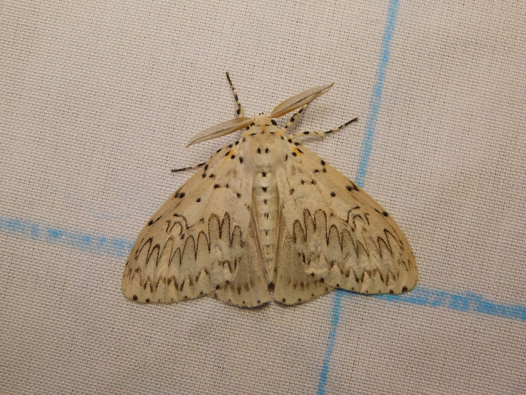 Psilochira lineata from Kadamane Tea Estate, Karnataka on February 20 ...
