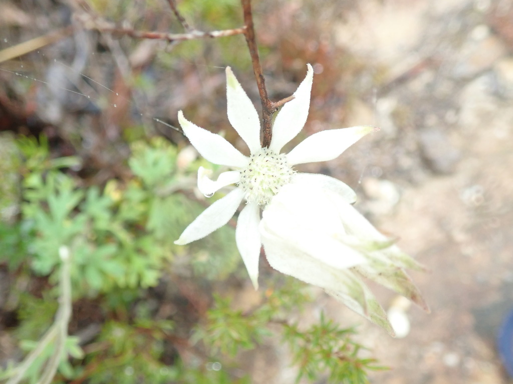 Flannel Flower from Blue Mountains, NSW, Australia on February 26, 2022 ...
