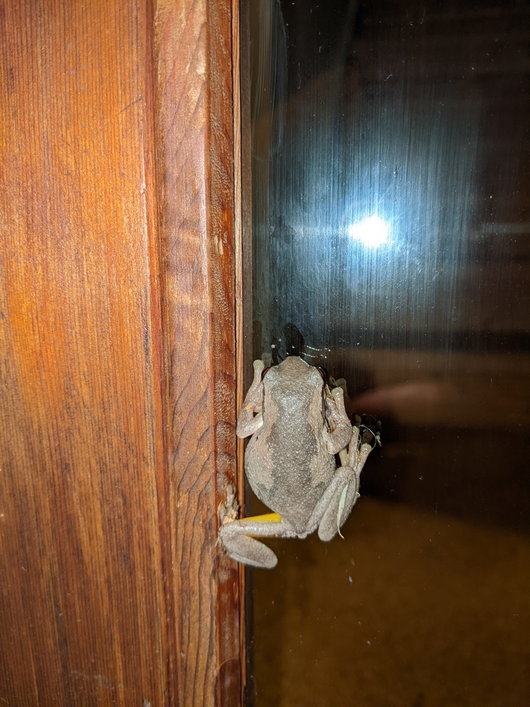 screaming tree frog in February 2022 by Paperbark native bees ...