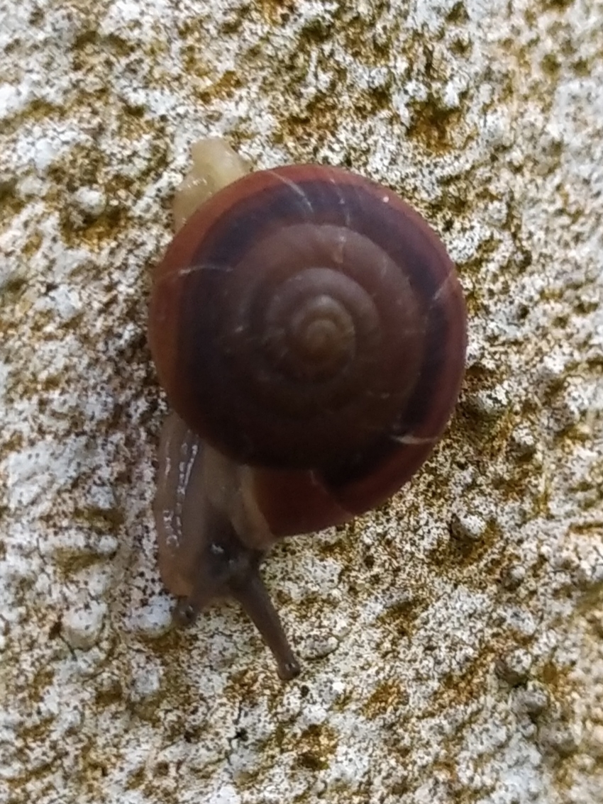 Quantula striata (J.E.Gray, 1834)