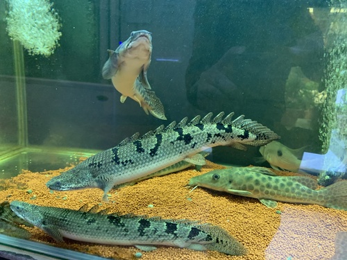 Barred Bichir (Polypterus delhezi) · iNaturalist