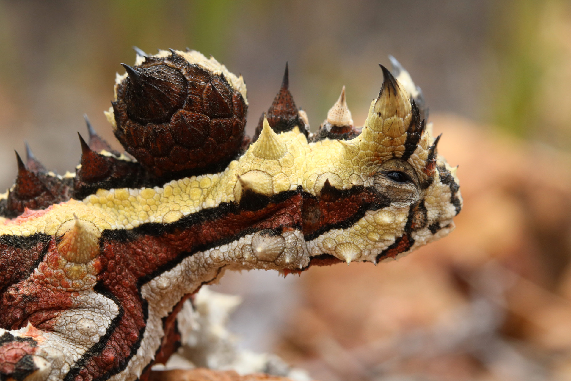 Moloch horridus Gray, 1841