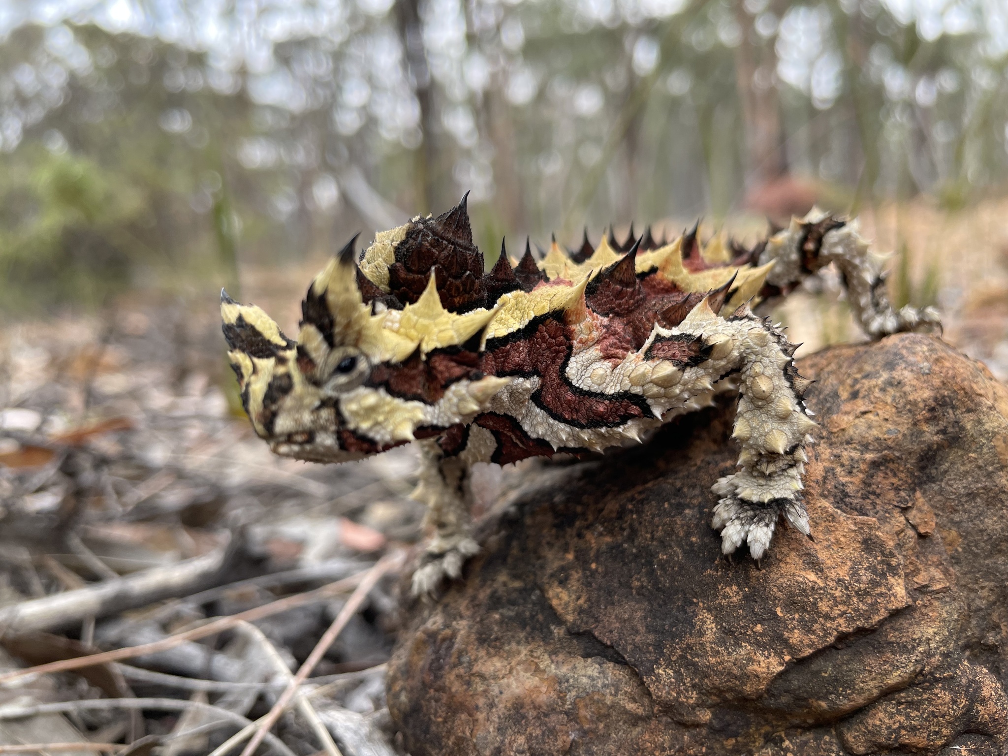 Moloch horridus Gray, 1841