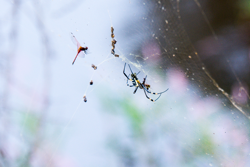 banded-legged golden orb-web spider from Dinokeng Game Reserve ...