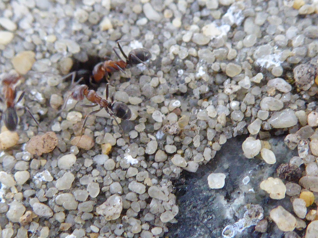 Rainbow, Tyrant, and Meat Ants from Perth WA, Australia on September 23 ...