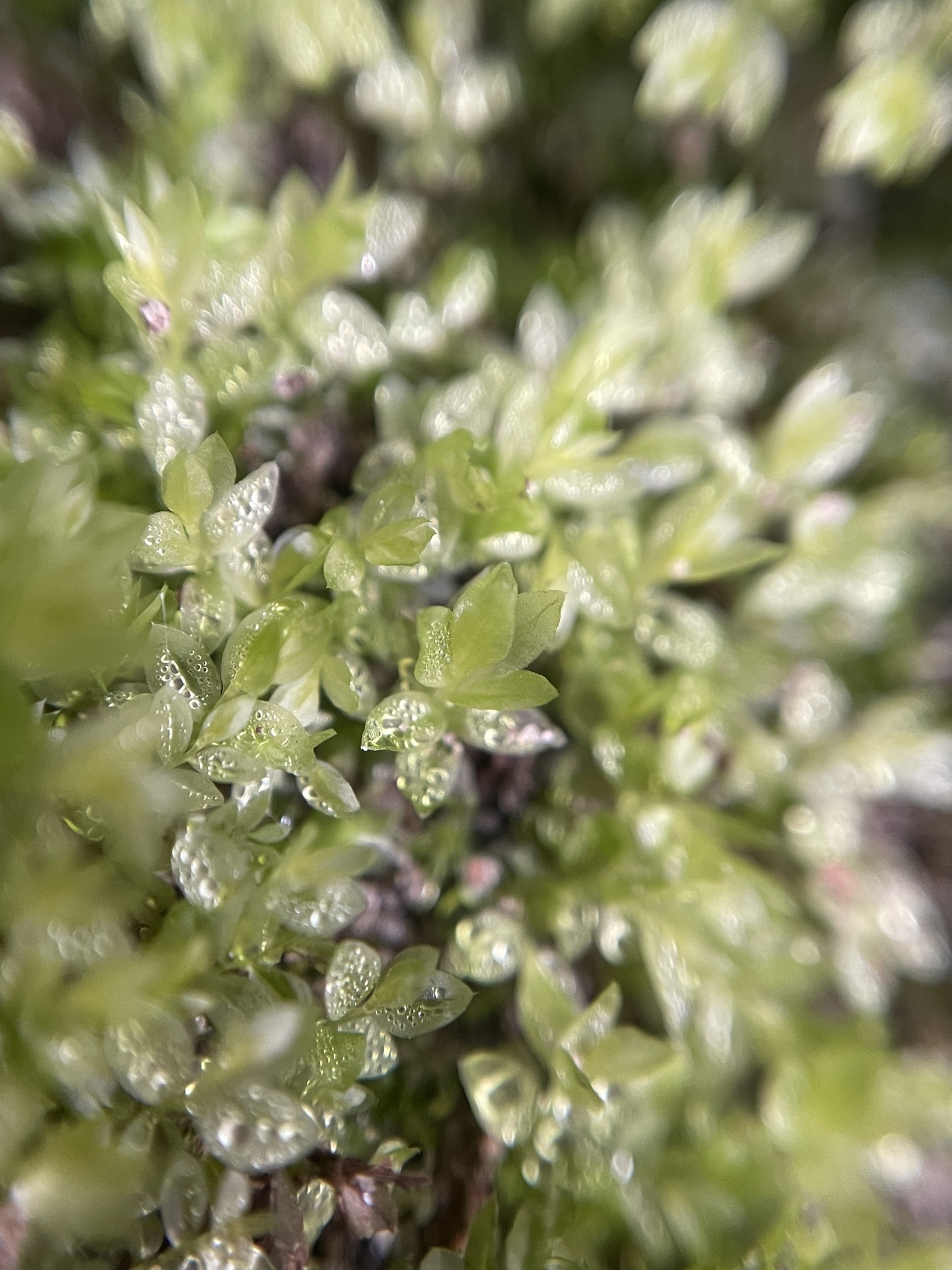 Mnium stellare Reichard ex Hedwig, 1801