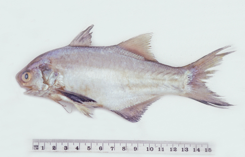 Australian Threadfin (Polydactylus multiradiatus) · iNaturalist