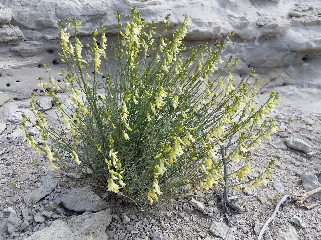 basalt milkvetch (Astragalus filipes) - Botanical Realm