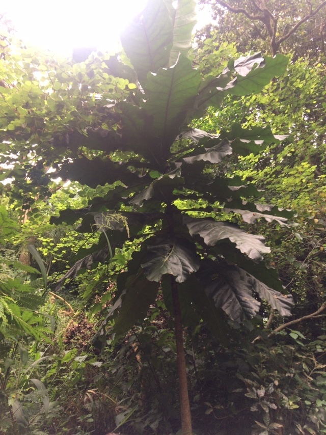 forest fever tree from Royston Road, Westville, KZN, ZA on February 27 ...