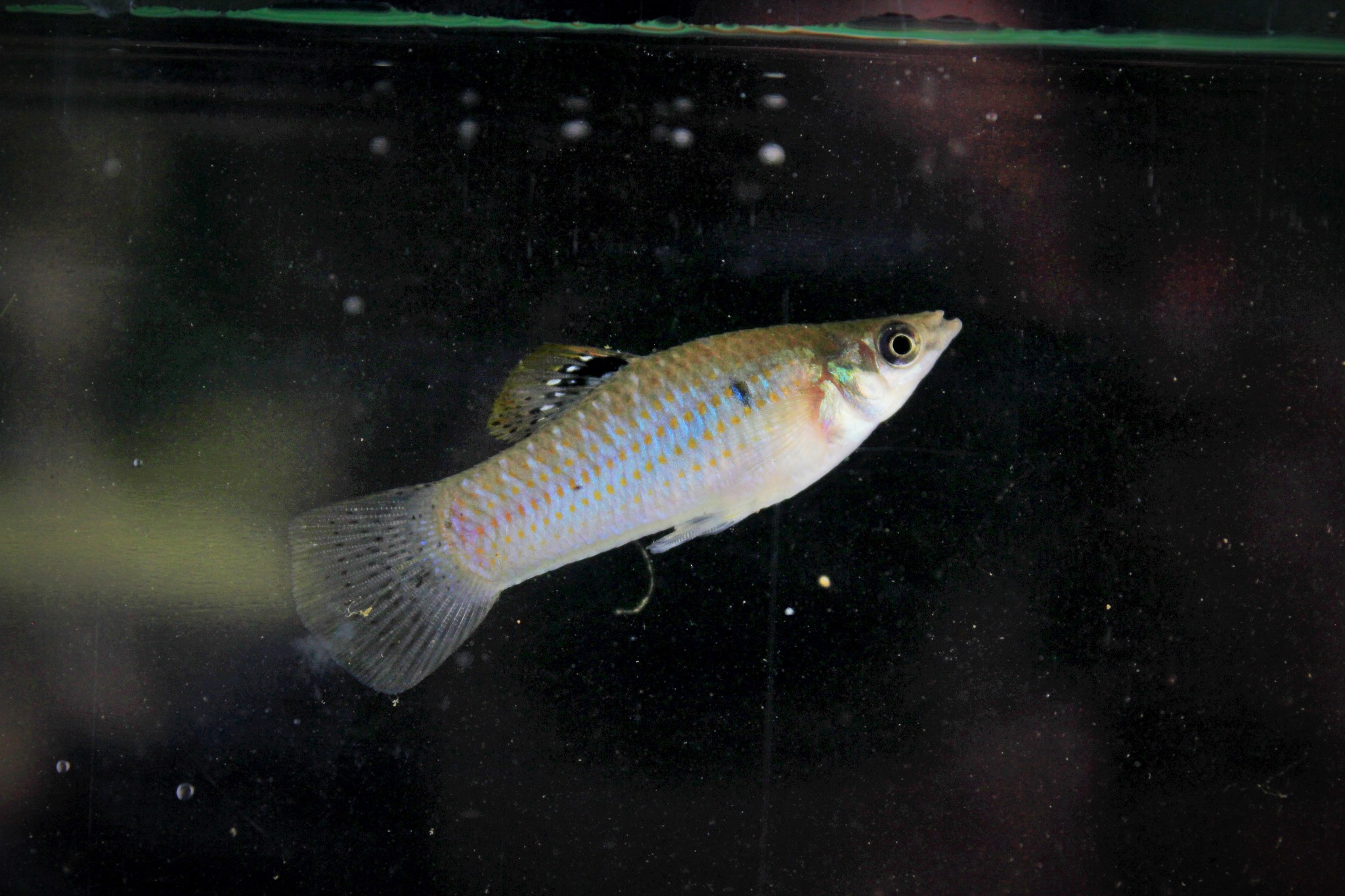 Poecilia gillii (Kner, 1863)