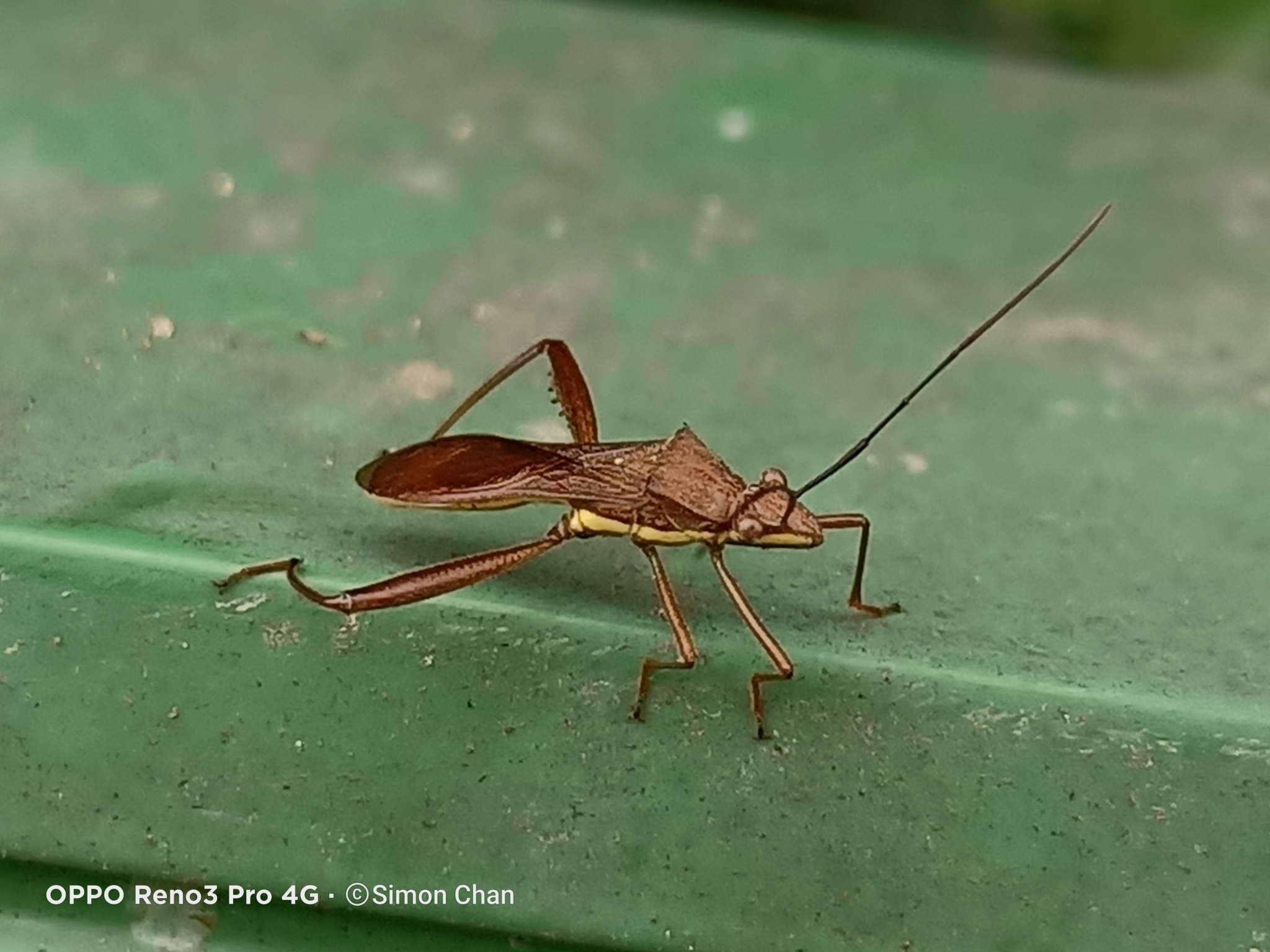 Riptortus linearis (Fabricius, 1775)