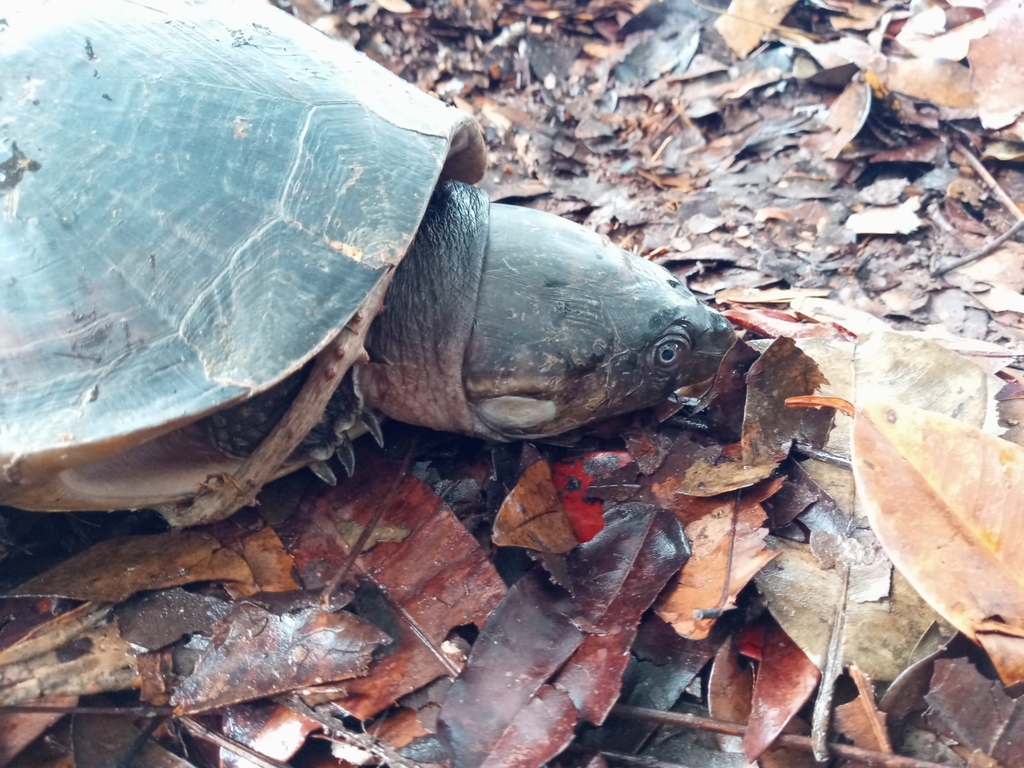 Big-headed Amazon River Turtle in February 2022 by Arthur Gomes ...