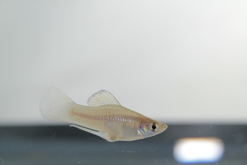 Phallichthys amates (Parivivos (Poeciliidae) de Panamá) · iNaturalist