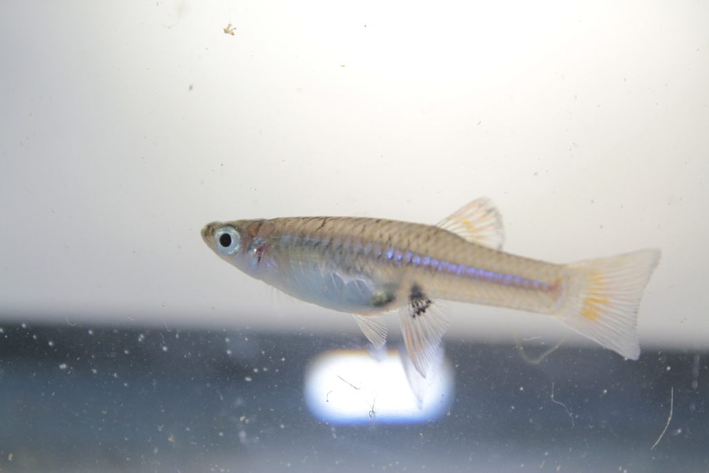 Cascajal Toothcarp from Kankintú, PA-NB, PA on April 11, 2015 by Samuel ...