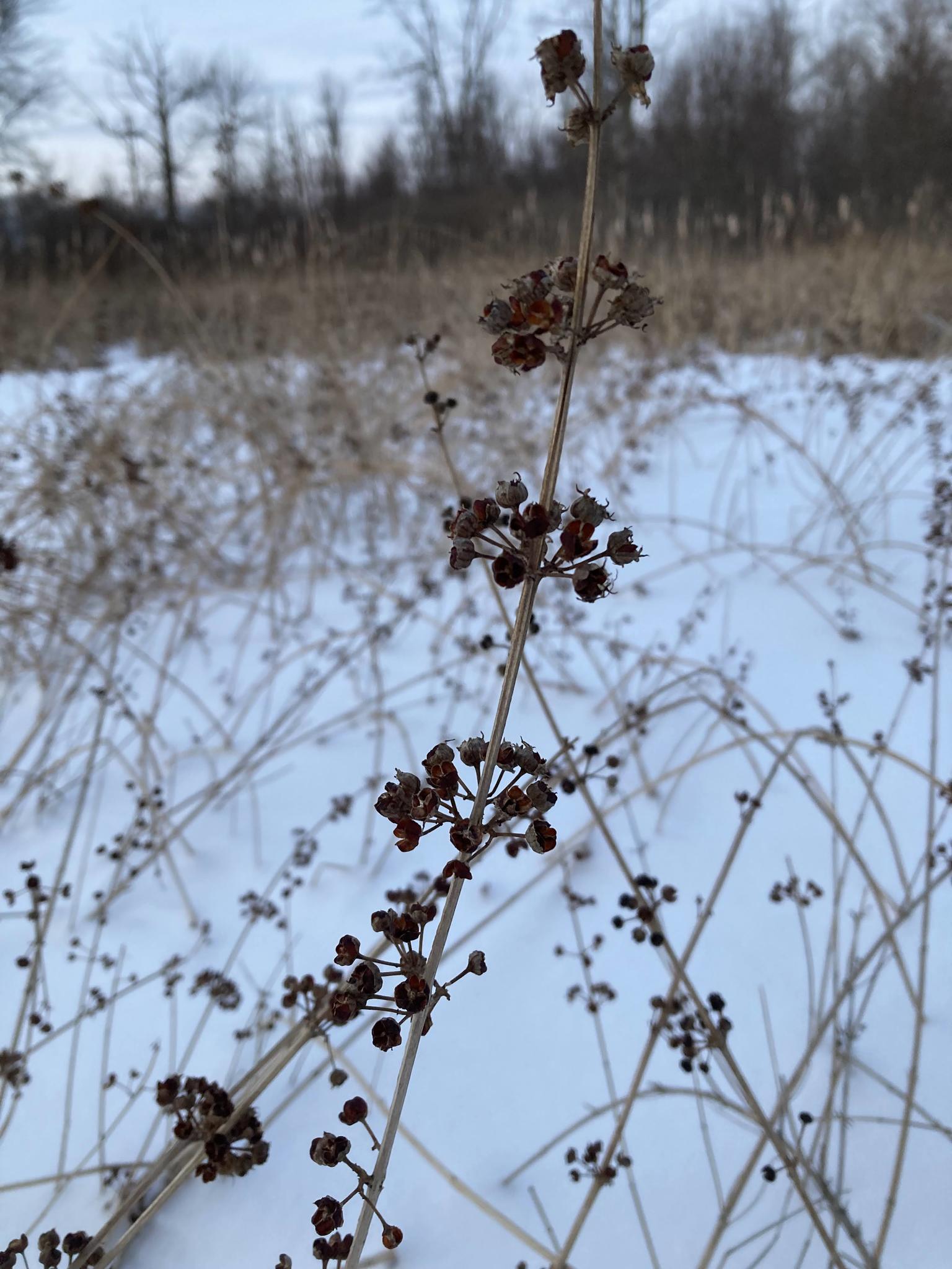 Decodon verticillatus (L.) Elliott